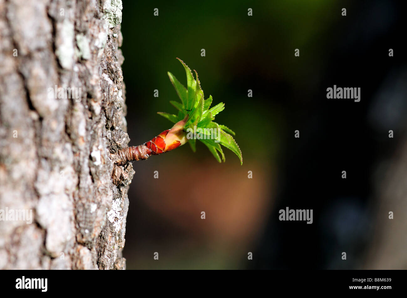 Growing out of the tree hi-res stock photography and images - Alamy