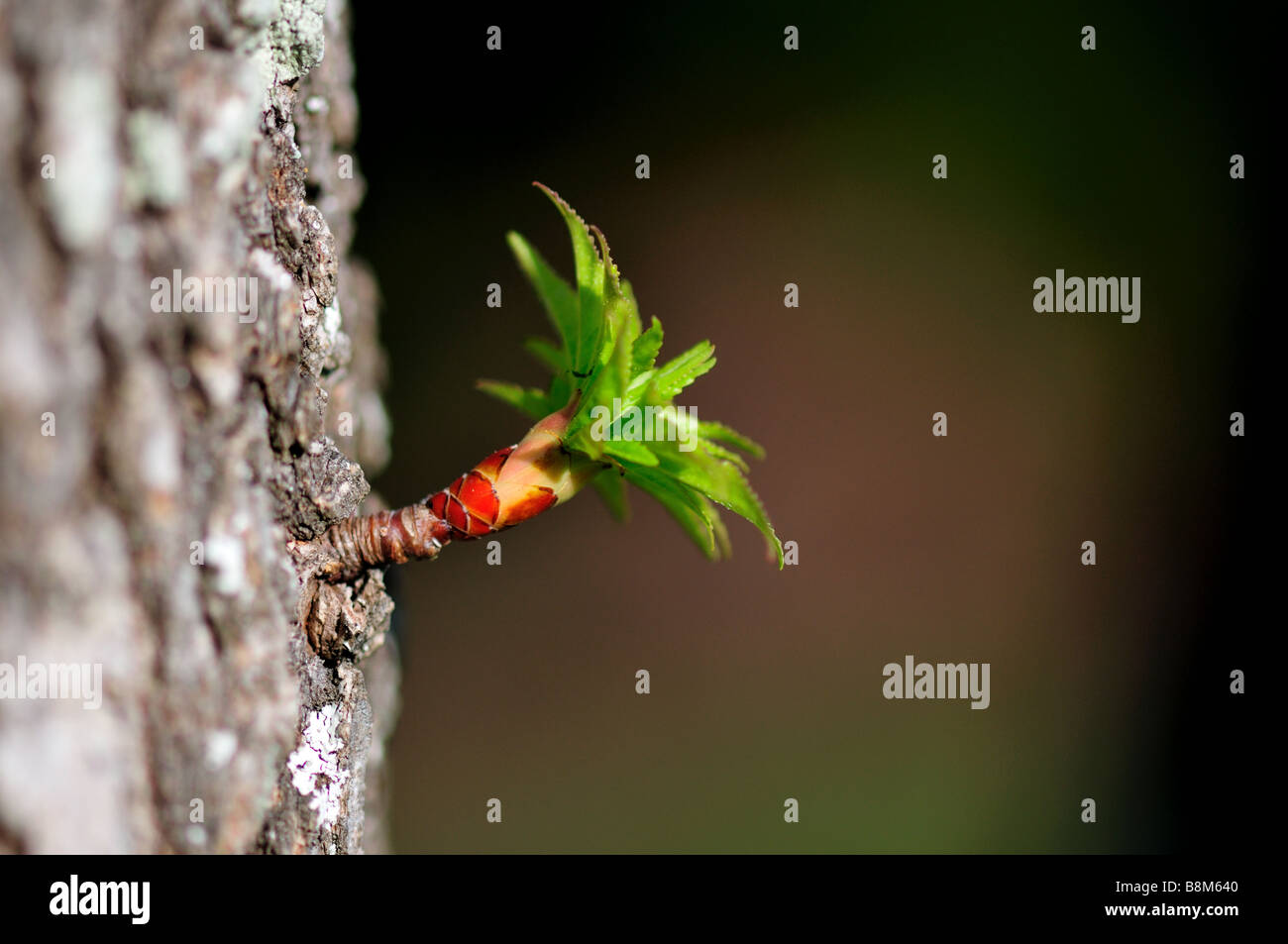New leaves growing out of a tree trunk Stock Photo - Alamy