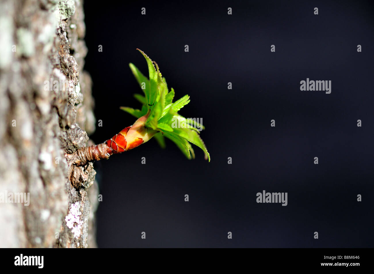 New leaves growing out of a tree trunk Stock Photo - Alamy
