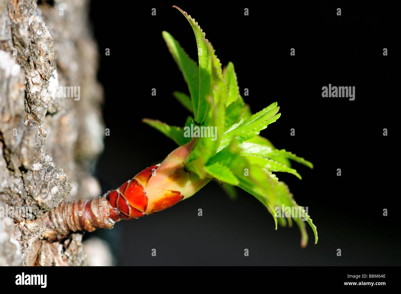 Bud break new leaves hi-res stock photography and images - Alamy