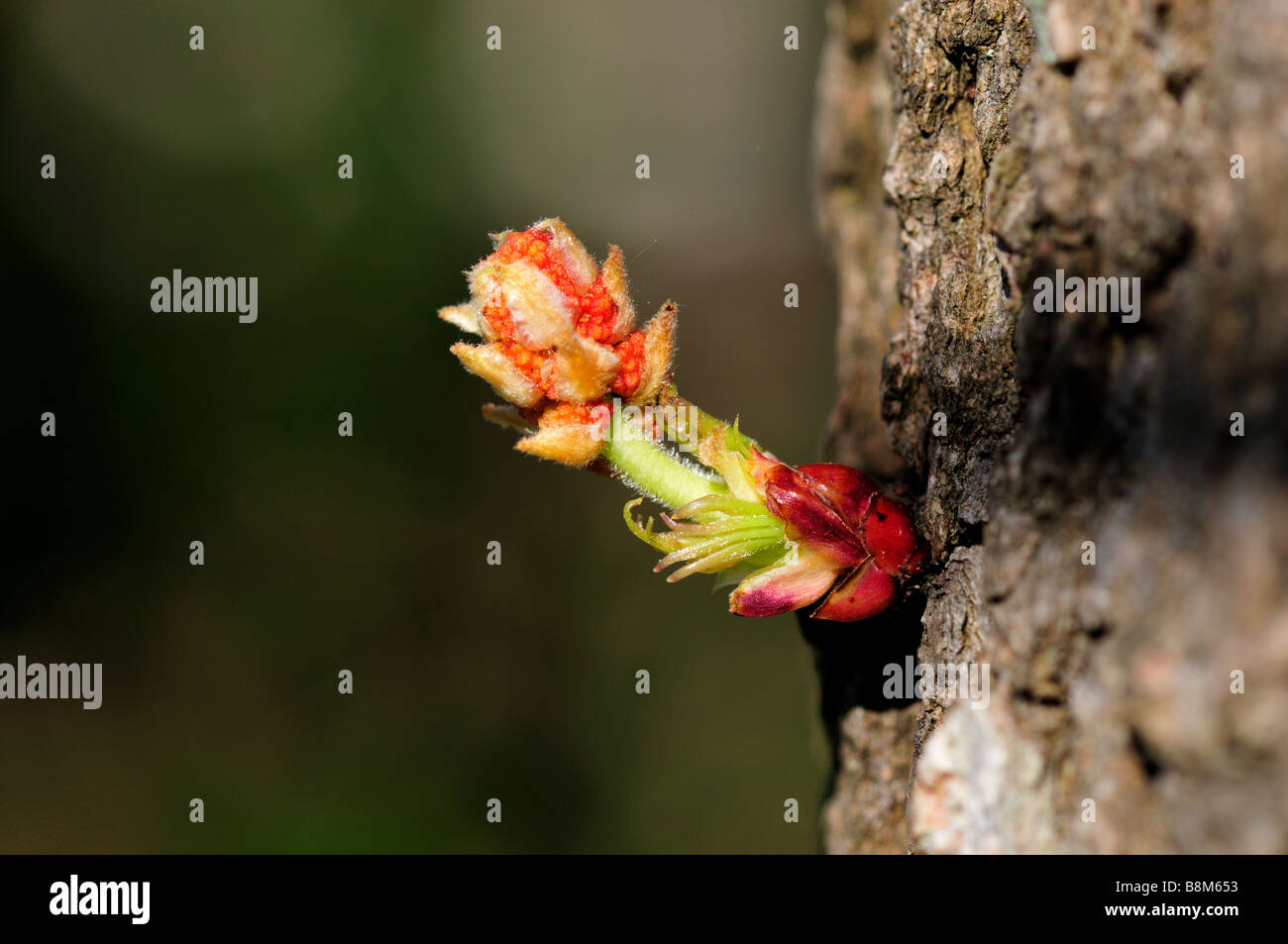 Spring bud out hi-res stock photography and images - Alamy