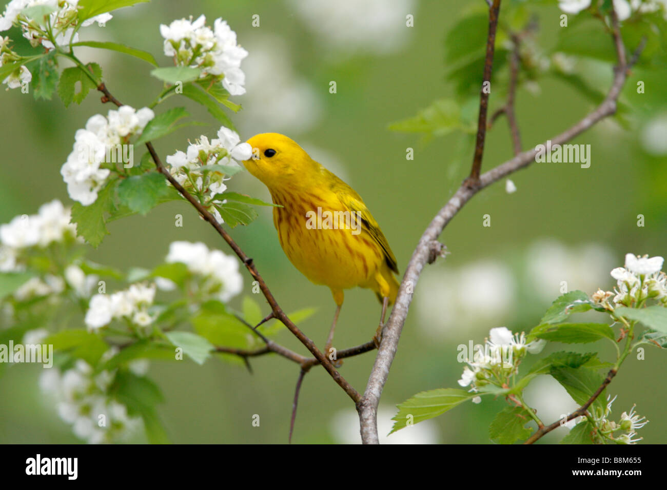 Nectar eating birds hi-res stock photography and images - Alamy