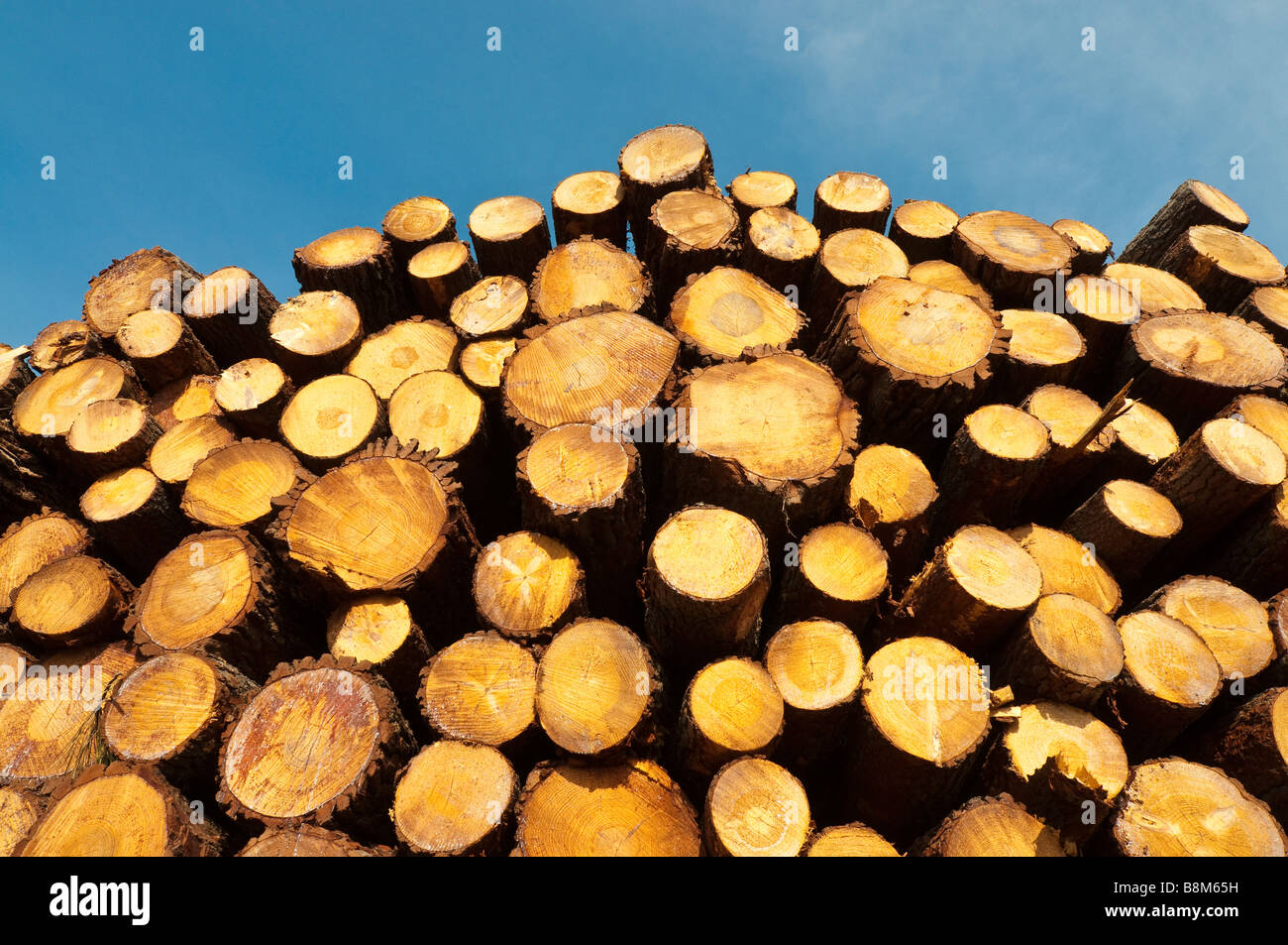 Commercial logging hi-res stock photography and images - Alamy