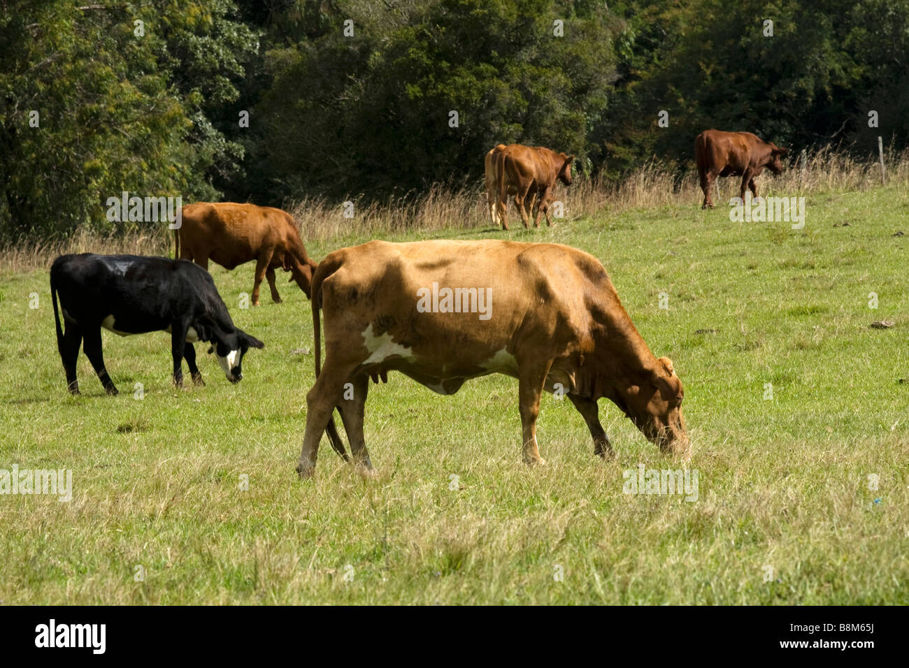Grassland cows hi-res stock photography and images - Alamy