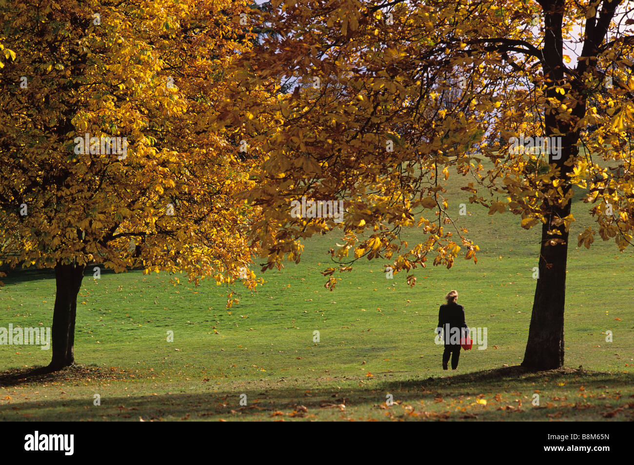 Fall colors with woman walking alone at Woodland Park with ground ...