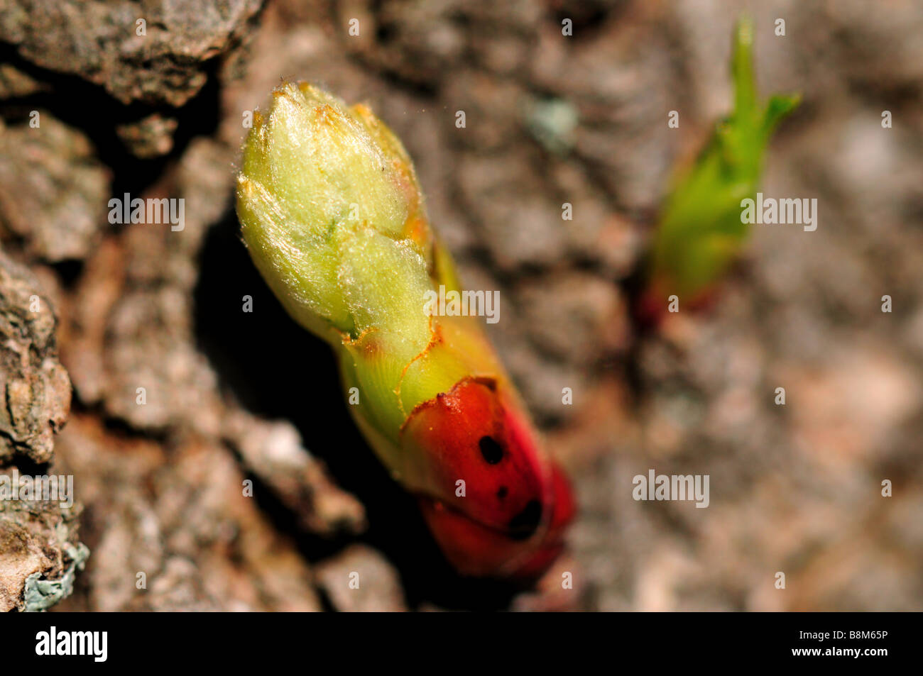 Spring bud on a tree trunk Stock Photo - Alamy