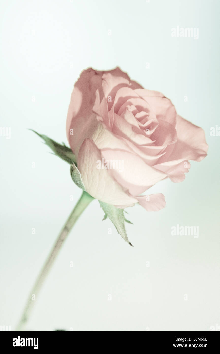 rose with faded colors Stock Photo - Alamy