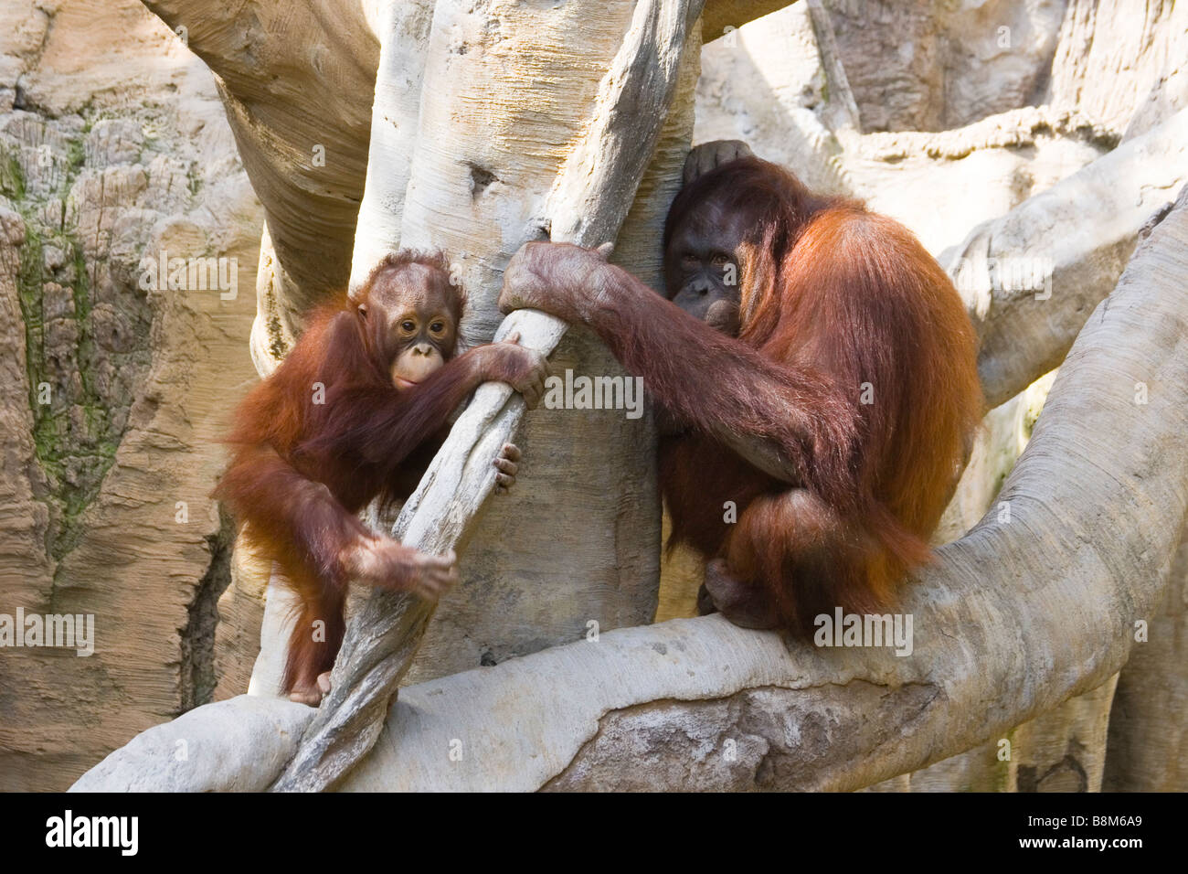 Baby orangutan mother hi-res stock photography and images - Alamy