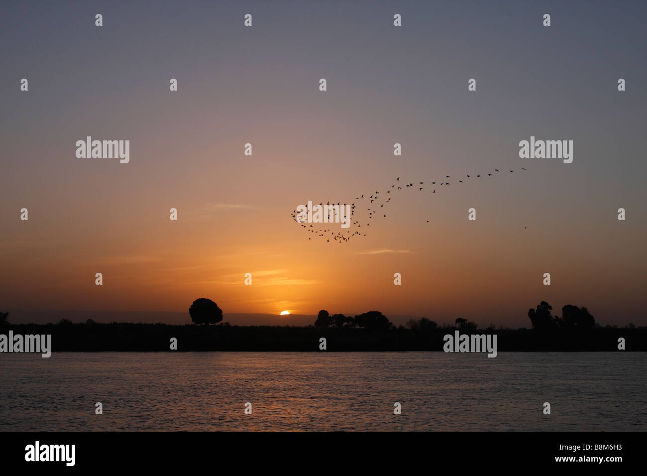 Birds flying over the River Nile in Egypt at sunset Stock Photo - Alamy