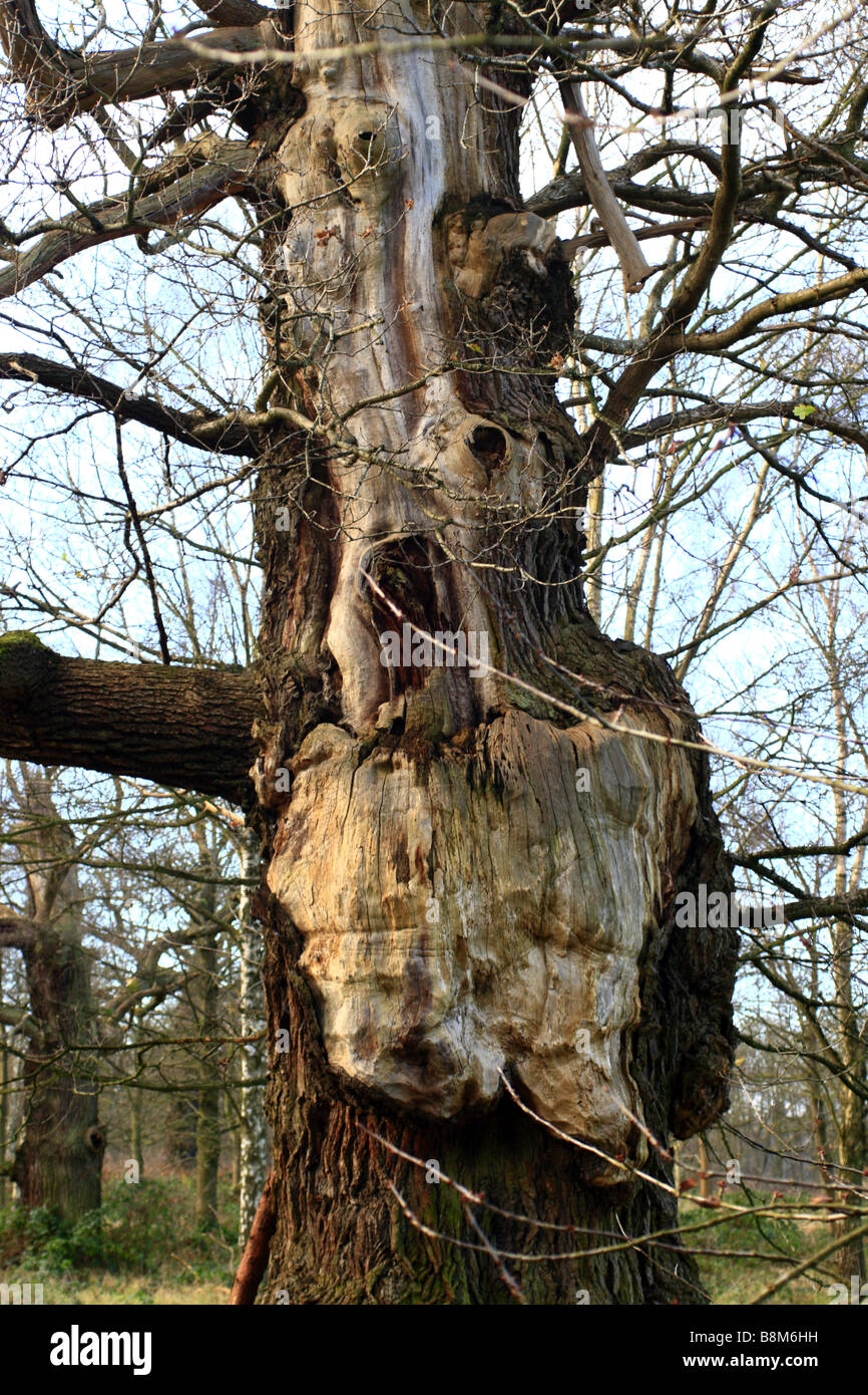 Tree monster hi-res stock photography and images - Alamy