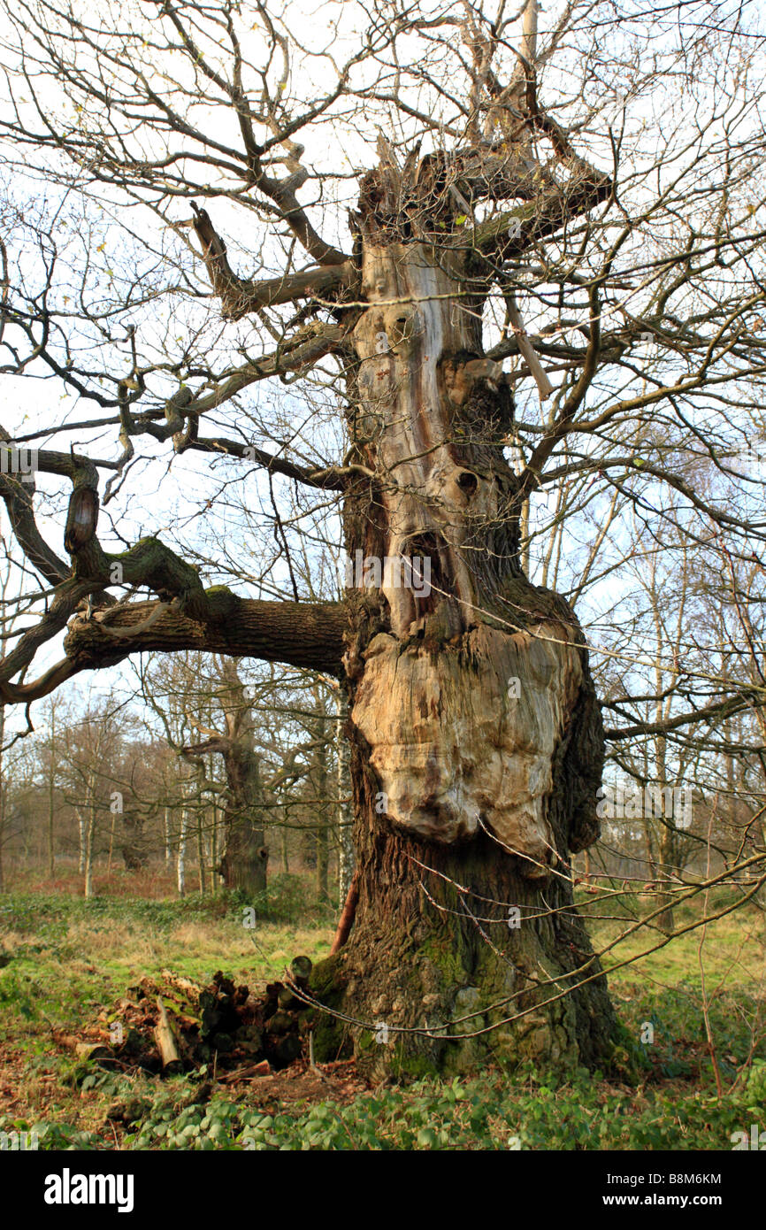 Tree monster hi-res stock photography and images - Alamy