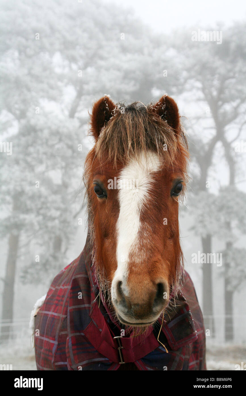 Chestnut Welsh Mare in field Stock Photo - Alamy