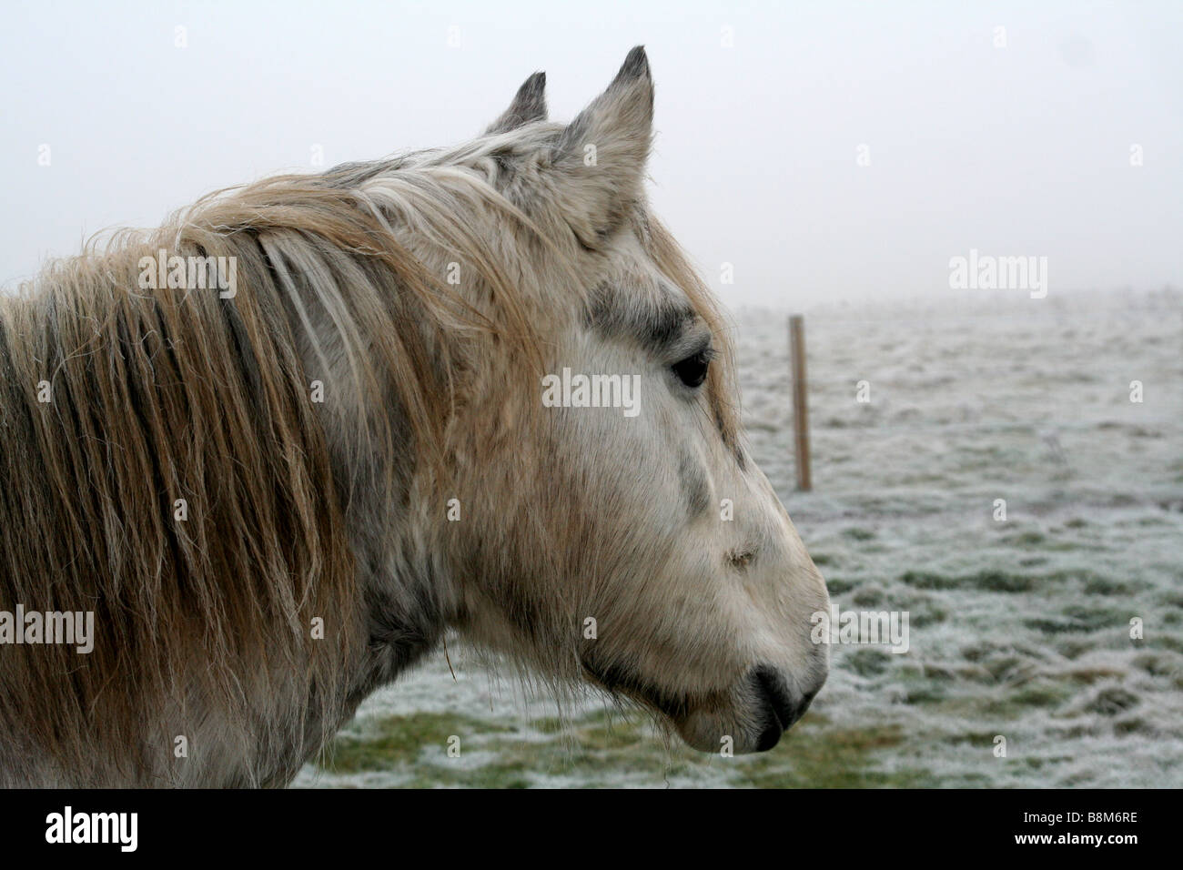 Highland pony horse hi-res stock photography and images - Alamy