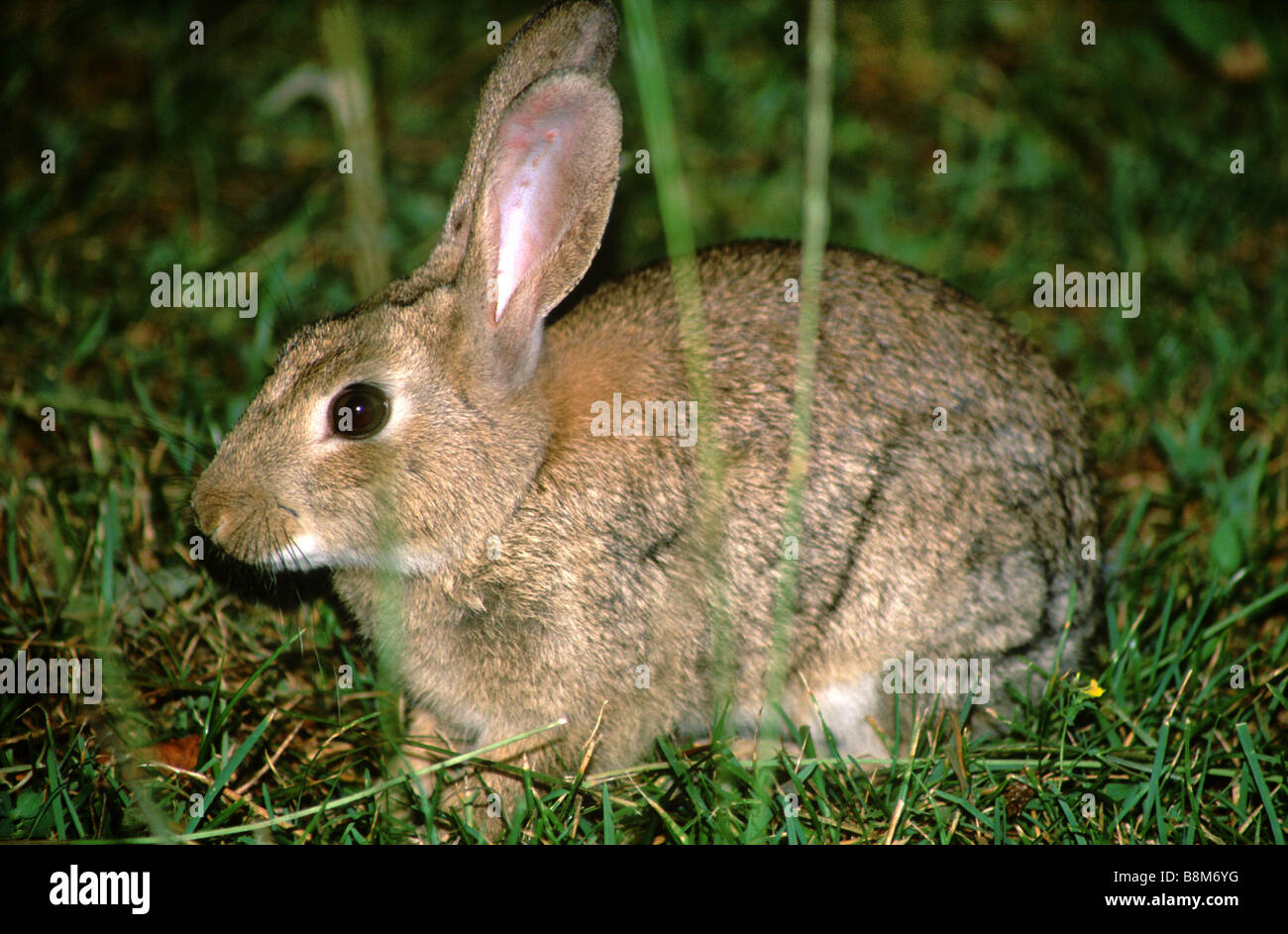 European Rabbit (Oryctolagus cuniculus Stock Photo - Alamy