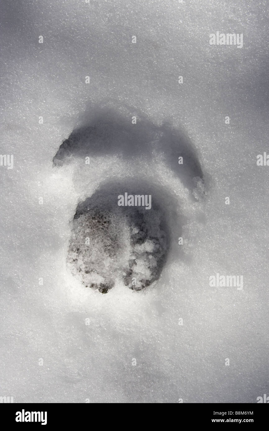 Boar footprint hi-res stock photography and images - Alamy
