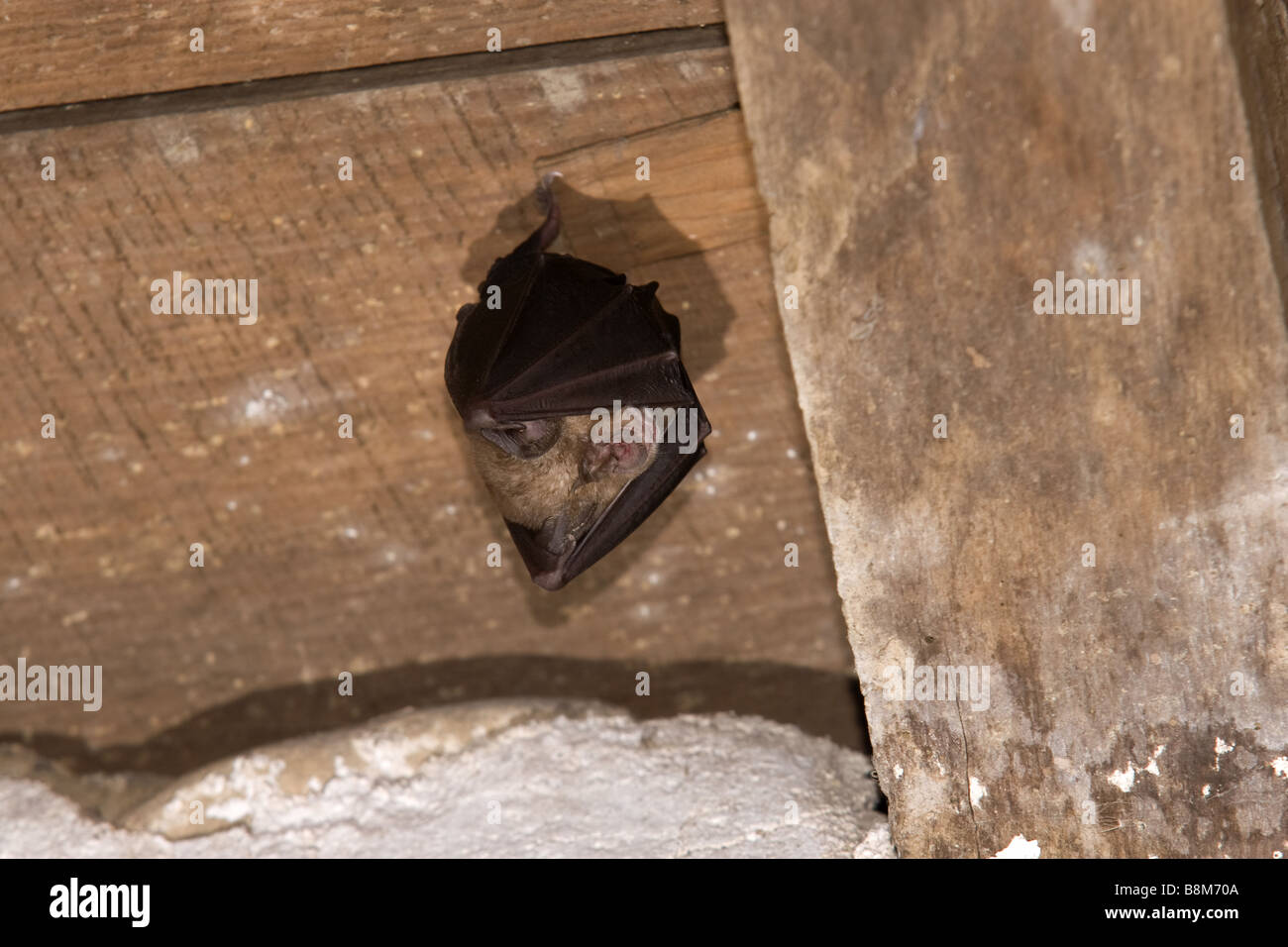 Horseshoe bat (Rhinolophus sp Stock Photo - Alamy