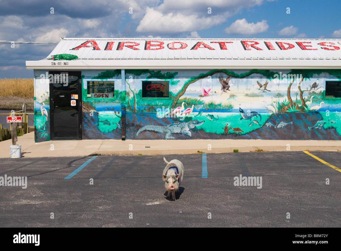 Guardpig hi-res stock photography and images - Alamy