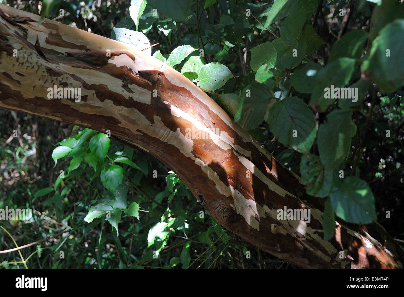 Snake Bark in Dappled Sunshine Stock Photo - Alamy