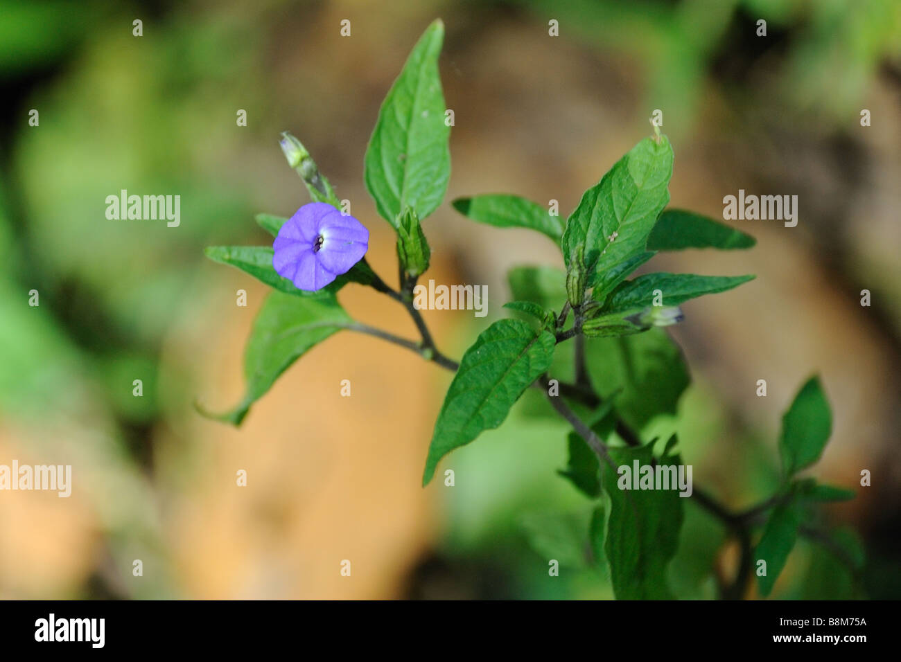 Small Blue Flower Stock Photo - Alamy