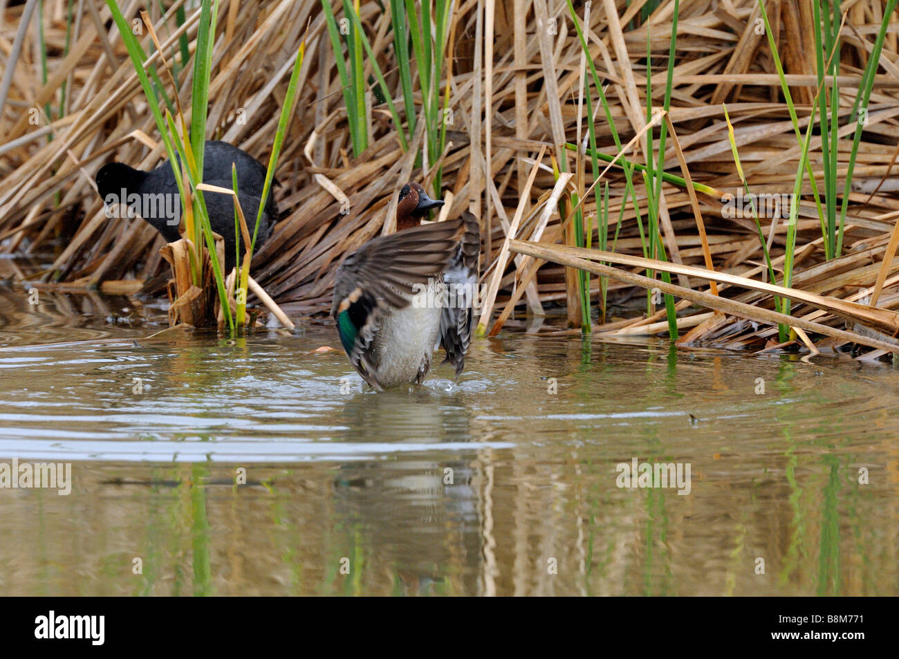 Green teal flying hi-res stock photography and images - Alamy