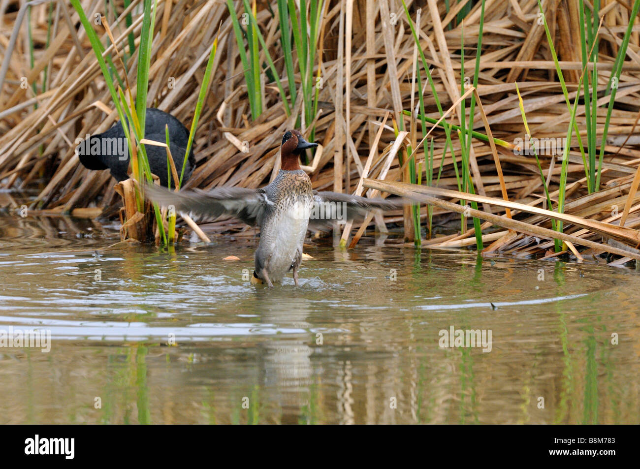 Green winged teal flying hi-res stock photography and images - Alamy