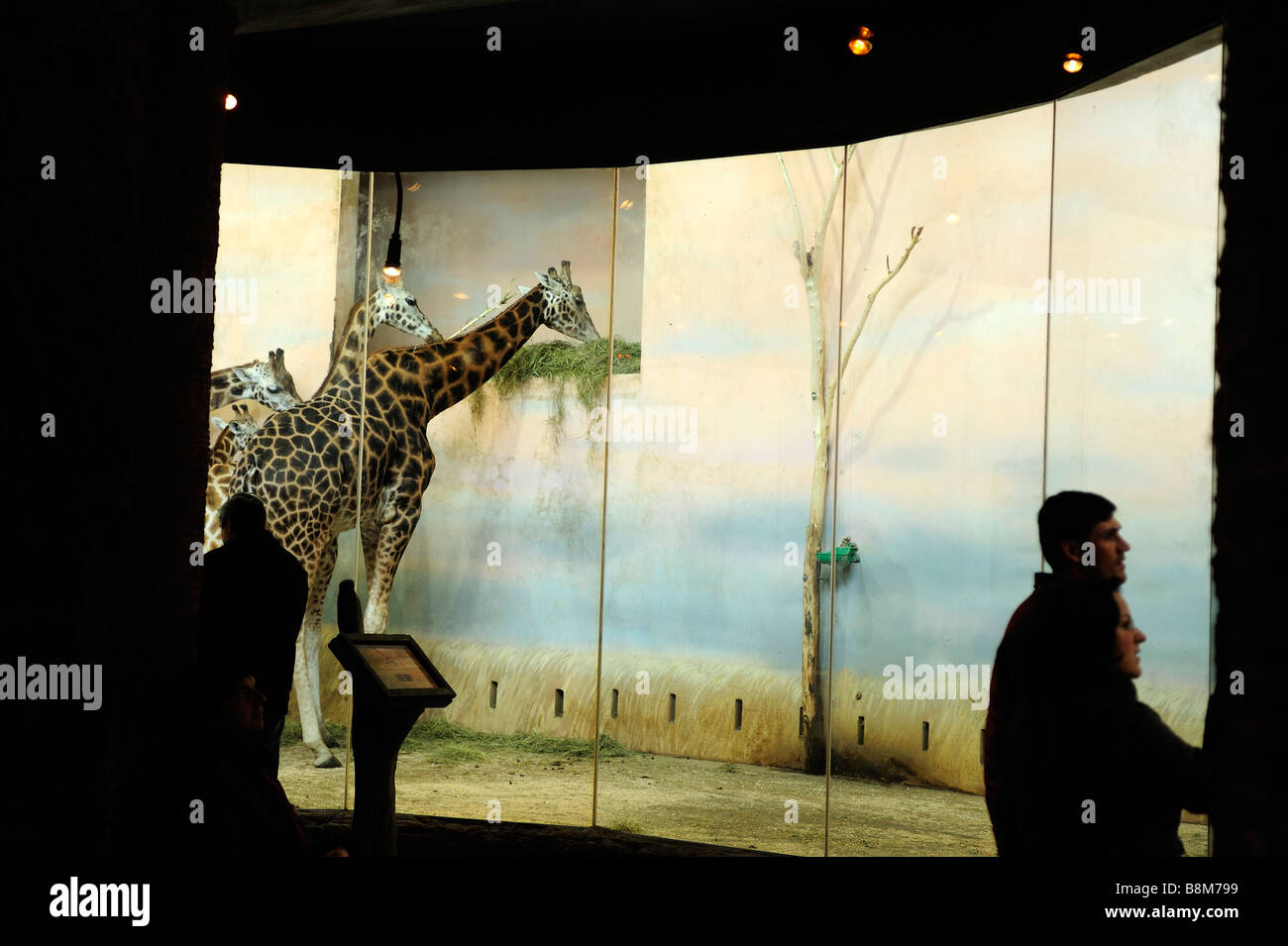 Giraffes in African house Zoo Troja Prague Czech Republic Stock Photo ...