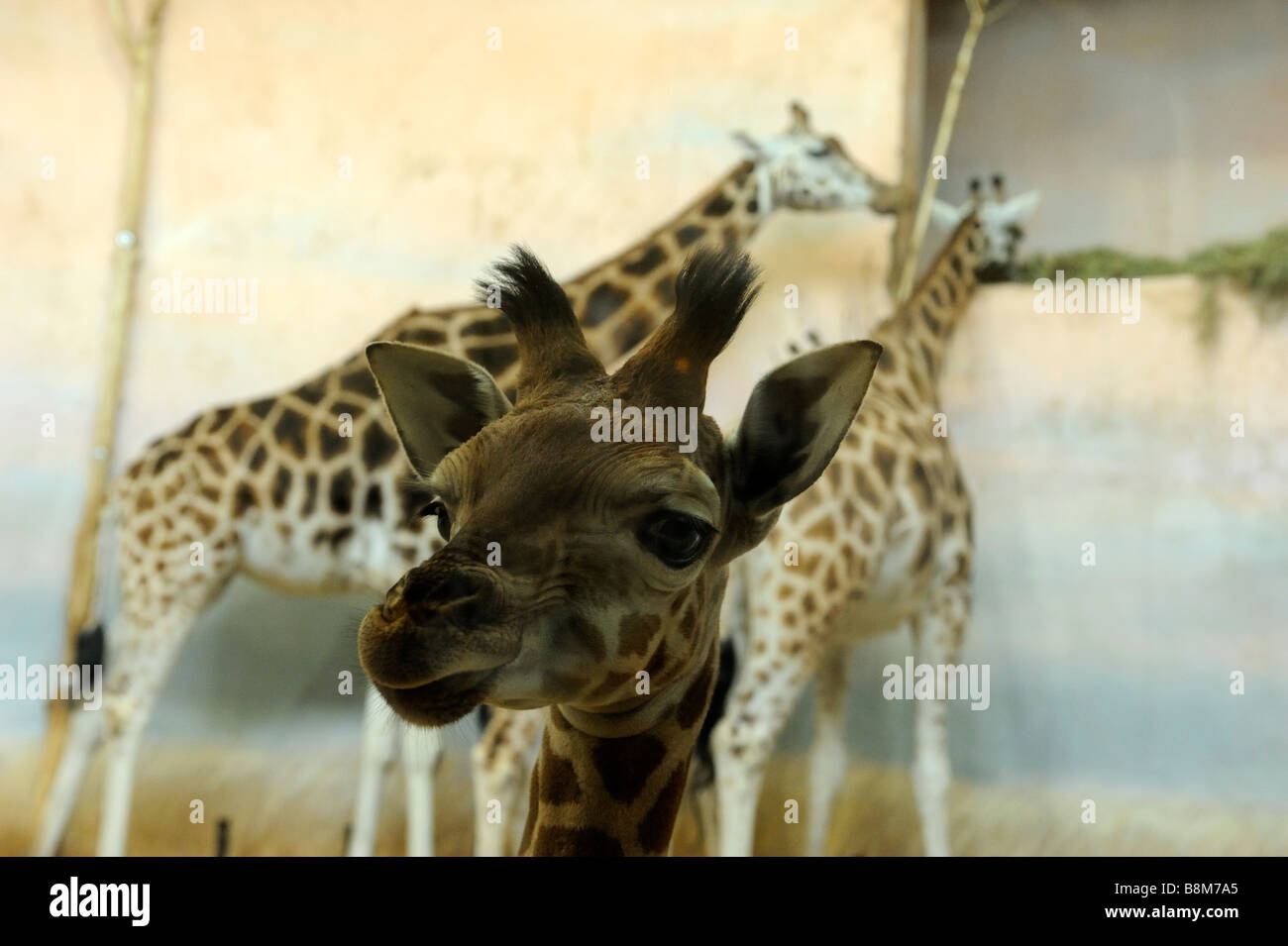Giraffes in African house Zoo Troja Prague Czech Republic Stock Photo ...