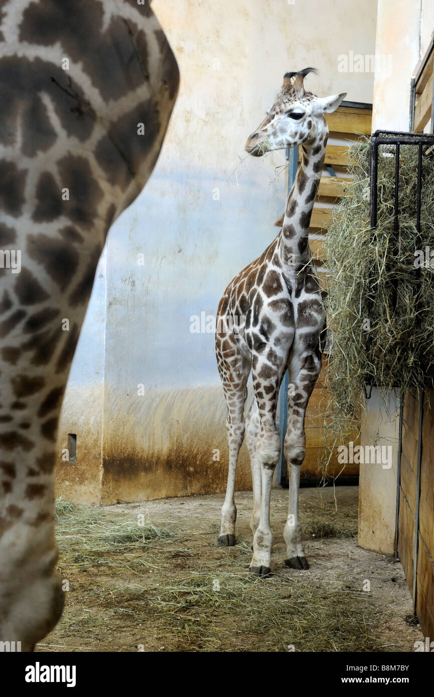 Pavilion of the giraffes hi-res stock photography and images - Alamy