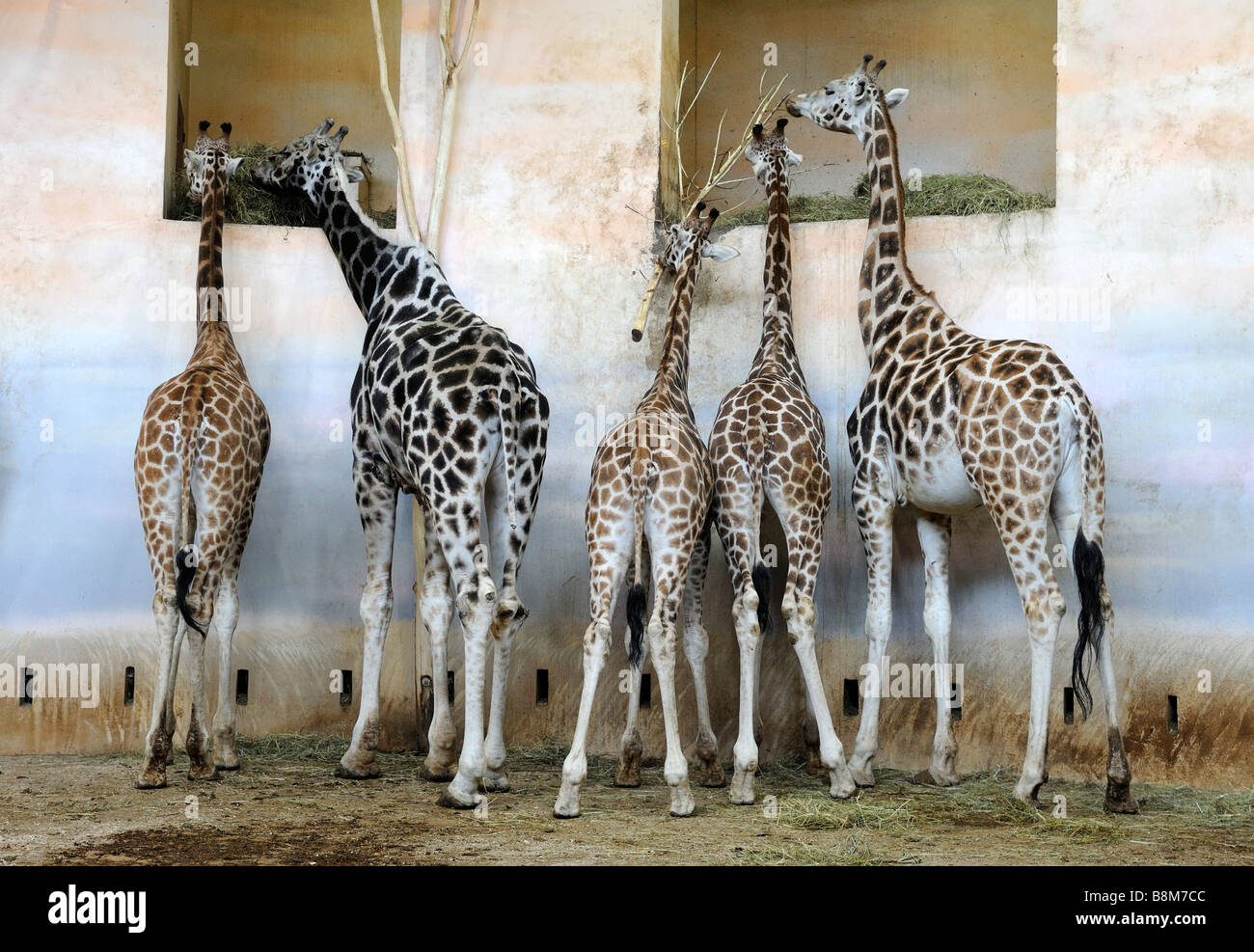 Giraffes in African house Zoo Troja Prague Czech Republic Stock Photo ...