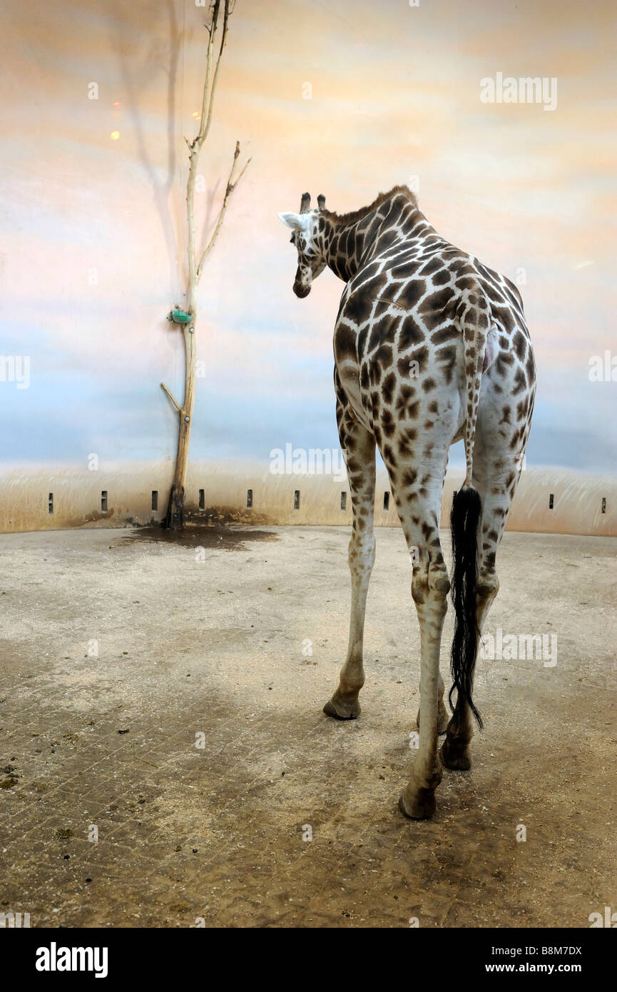 Zoo troja captive animal animals hi-res stock photography and images ...