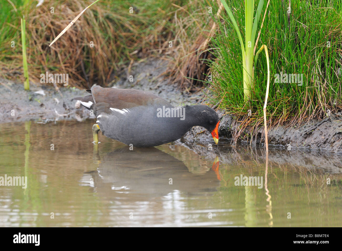 Moorhen wading hi-res stock photography and images - Alamy