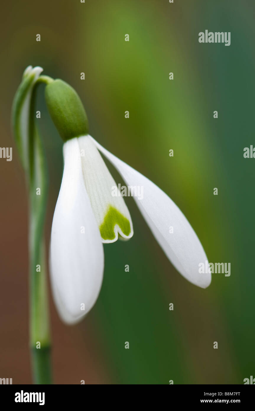 Galanthus winter garden stems hi-res stock photography and images - Alamy
