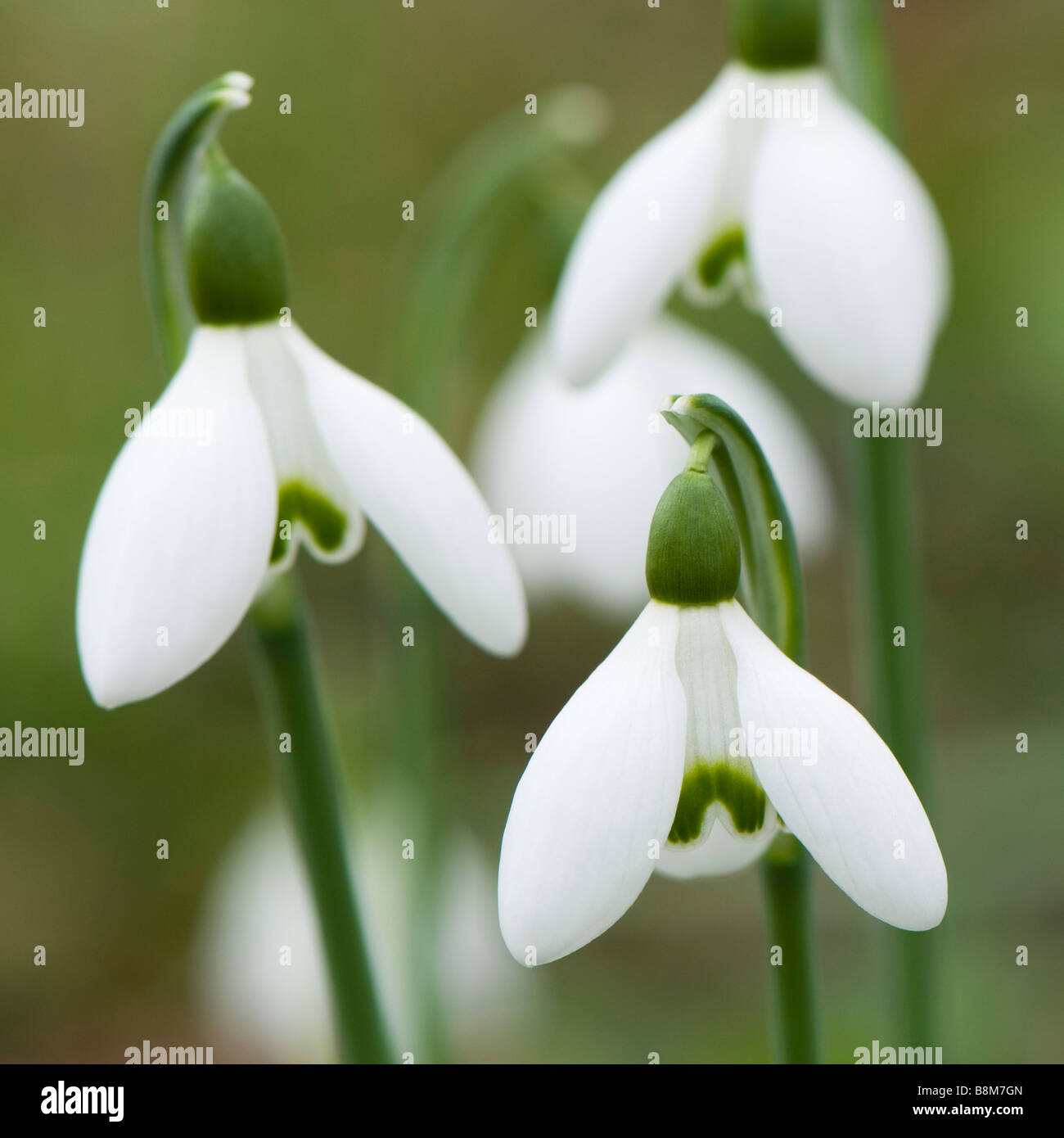 Multiple flower stalks hi-res stock photography and images - Alamy