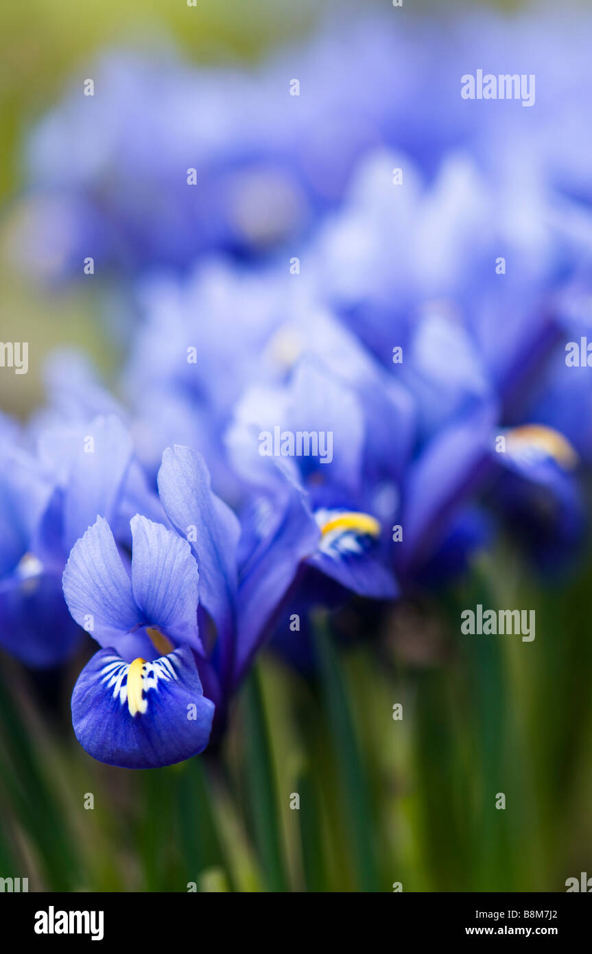 Light blue dwarf iris hi-res stock photography and images - Alamy