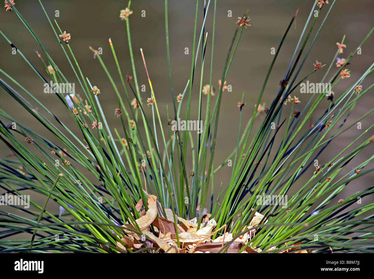 Green reeds pond hi-res stock photography and images - Alamy