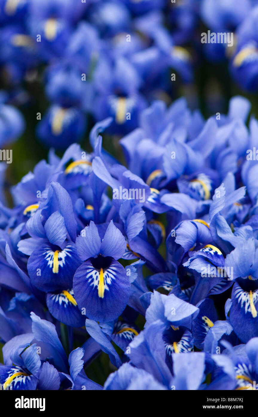Light blue dwarf iris hi-res stock photography and images - Alamy