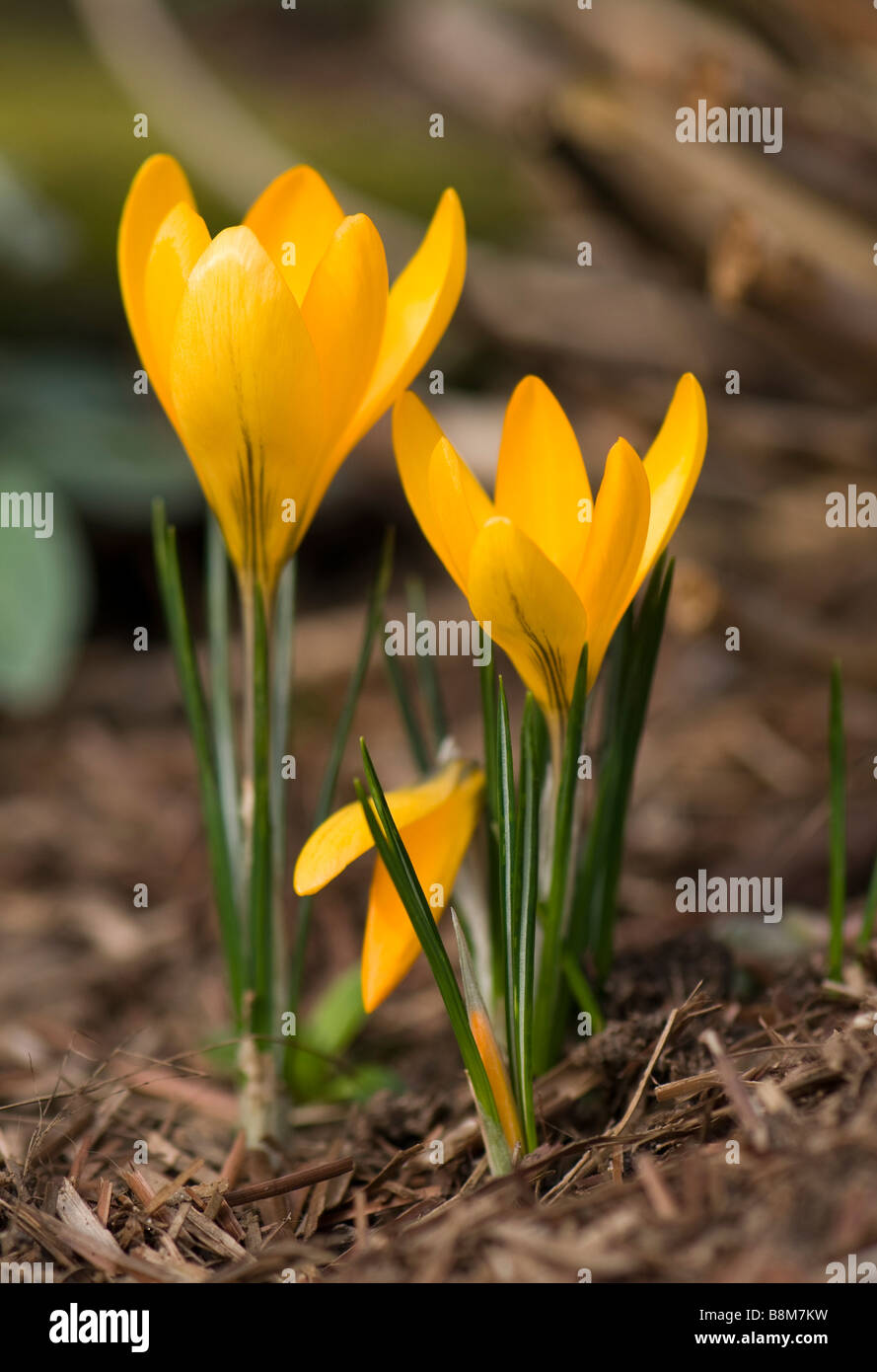 Saffron Yellow Colour High Resolution Stock Photography and Images - Alamy