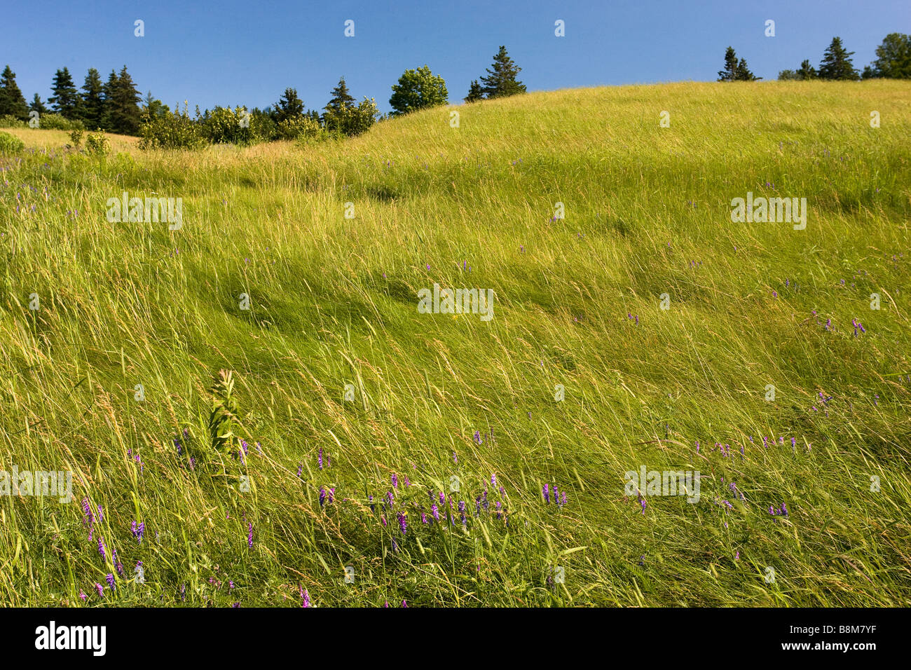 A clear summer day Stock Photo - Alamy