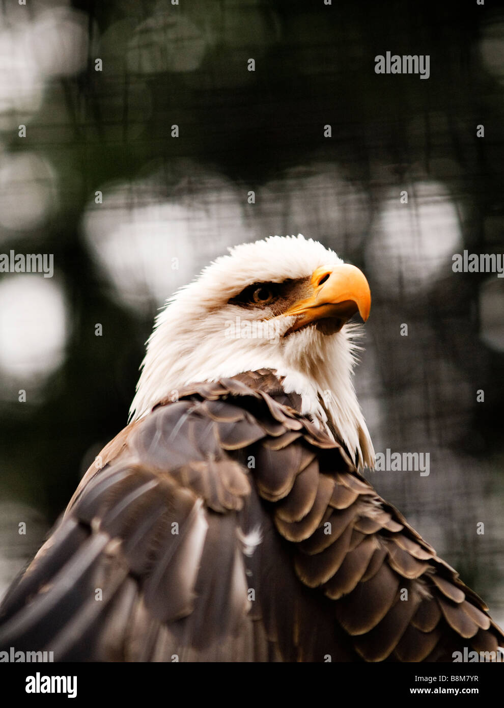 American bald eagle Stock Photo - Alamy
