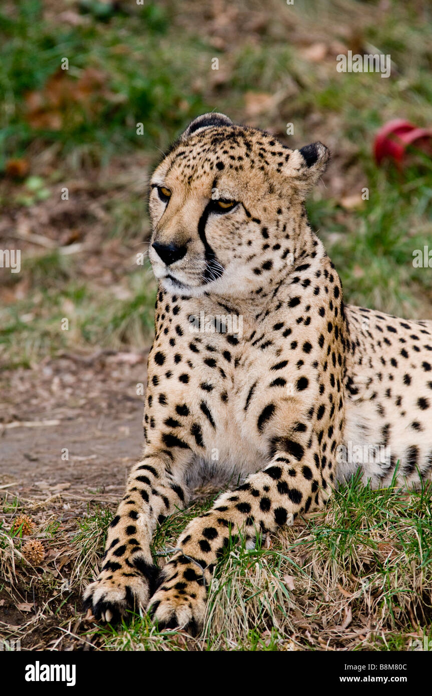 Cheetah pose hi-res stock photography and images - Alamy