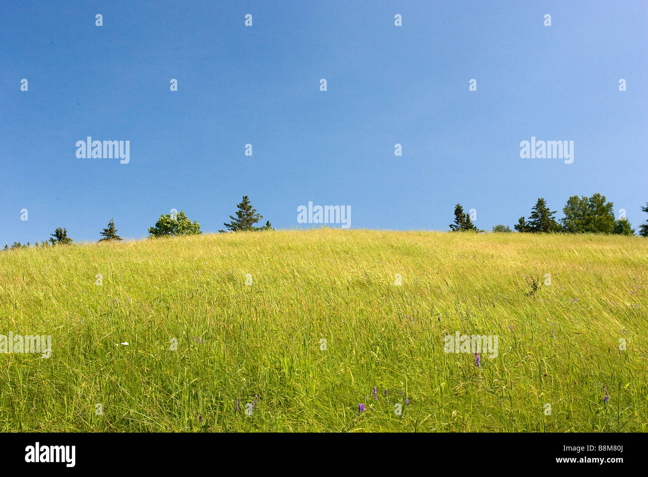 A clear summer day Stock Photo - Alamy