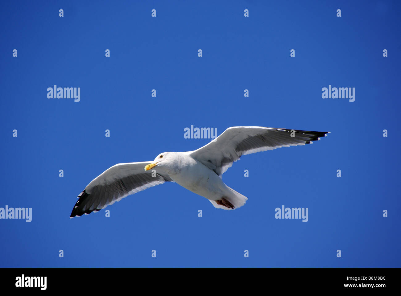 Flying seagull hi-res stock photography and images - Alamy