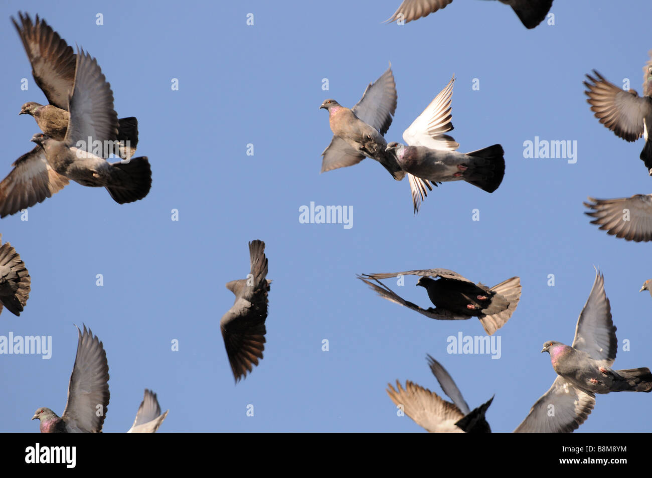 A flock of pigeons, birds fly through the blue sky, wings flapping ...