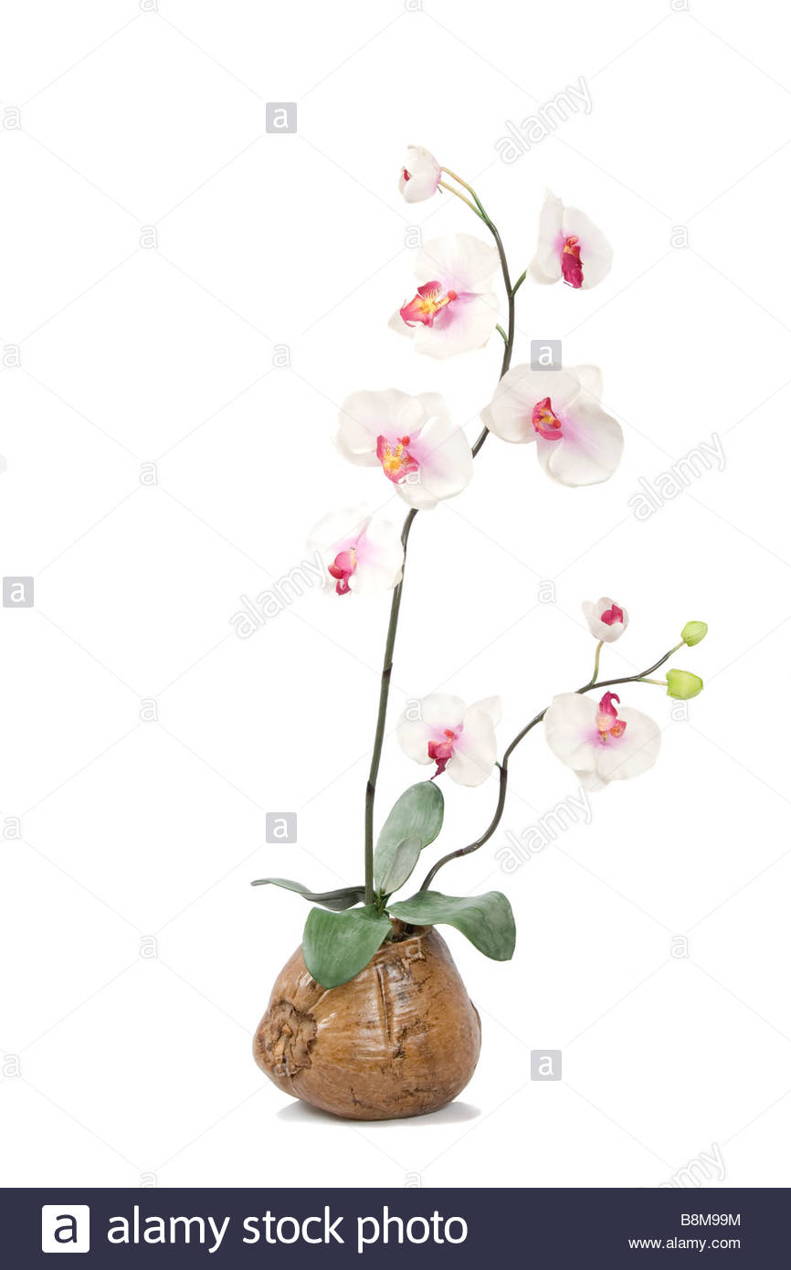 Orchid Pot Stock Photos & Orchid Pot Stock Images - Alamy