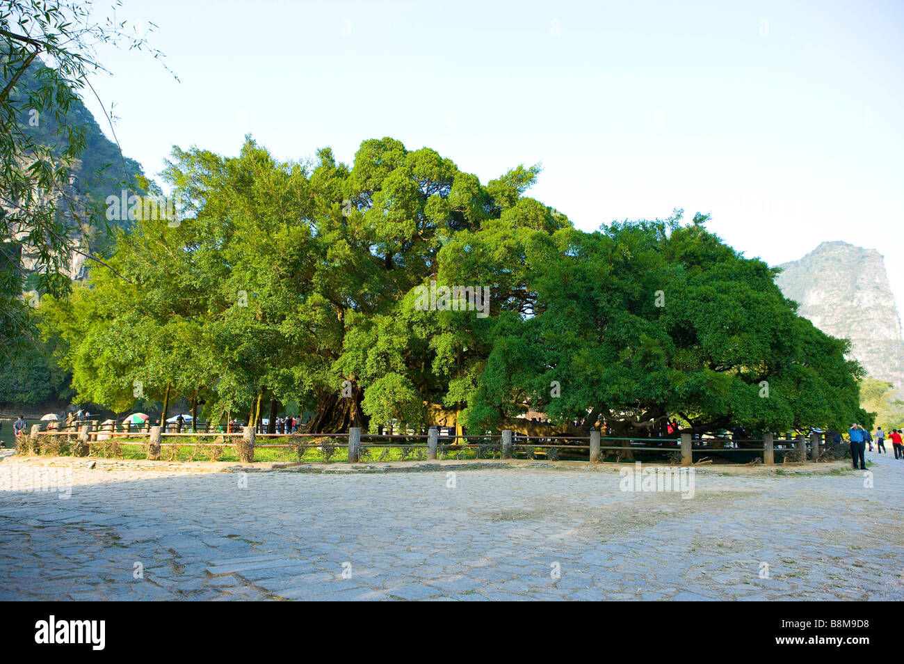 China Guangxi Province Guilin Yangshuo banyan Tree Stock Photo - Alamy