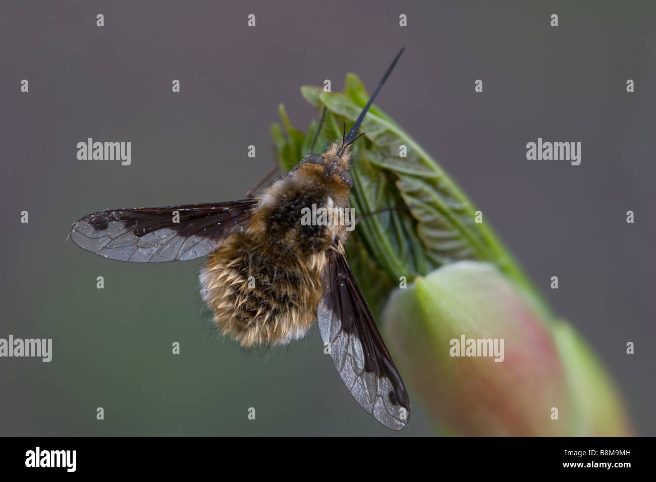Bee-fly Bombylius major Stock Photo - Alamy