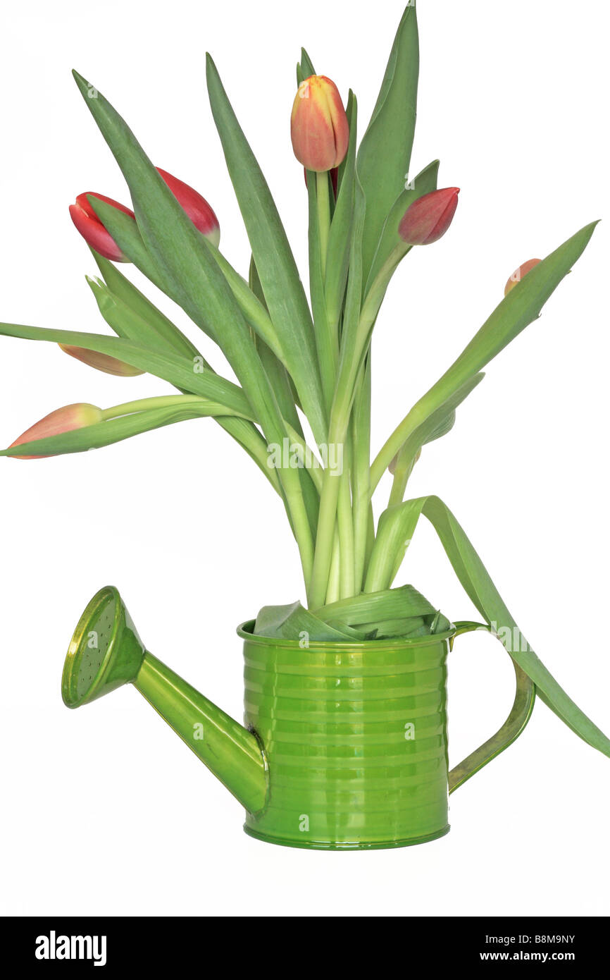 Watering can as a vase hi-res stock photography and images - Alamy