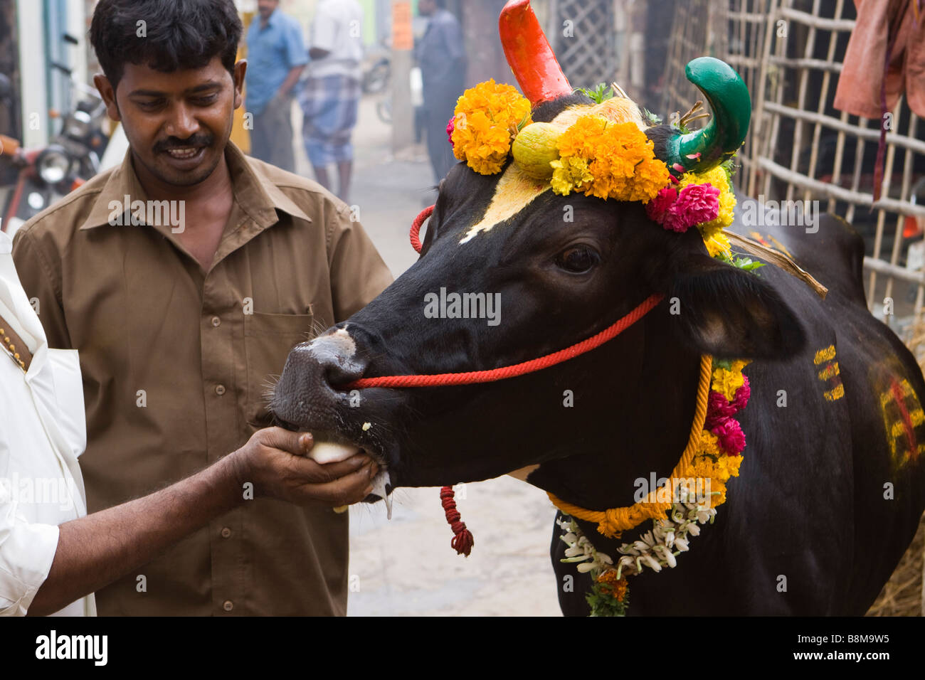 India Tamil Nadu Madurai Pongal Harvest Festival feeding traditional ...
