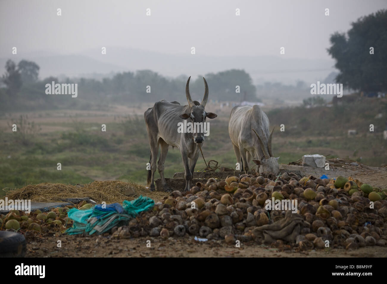 Zebu cow coconut shells tethered hi-res stock photography and images ...