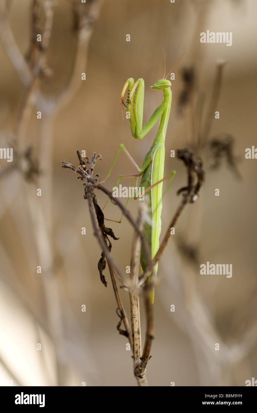 Praying Mantis on a leaf Stock Photo - Alamy